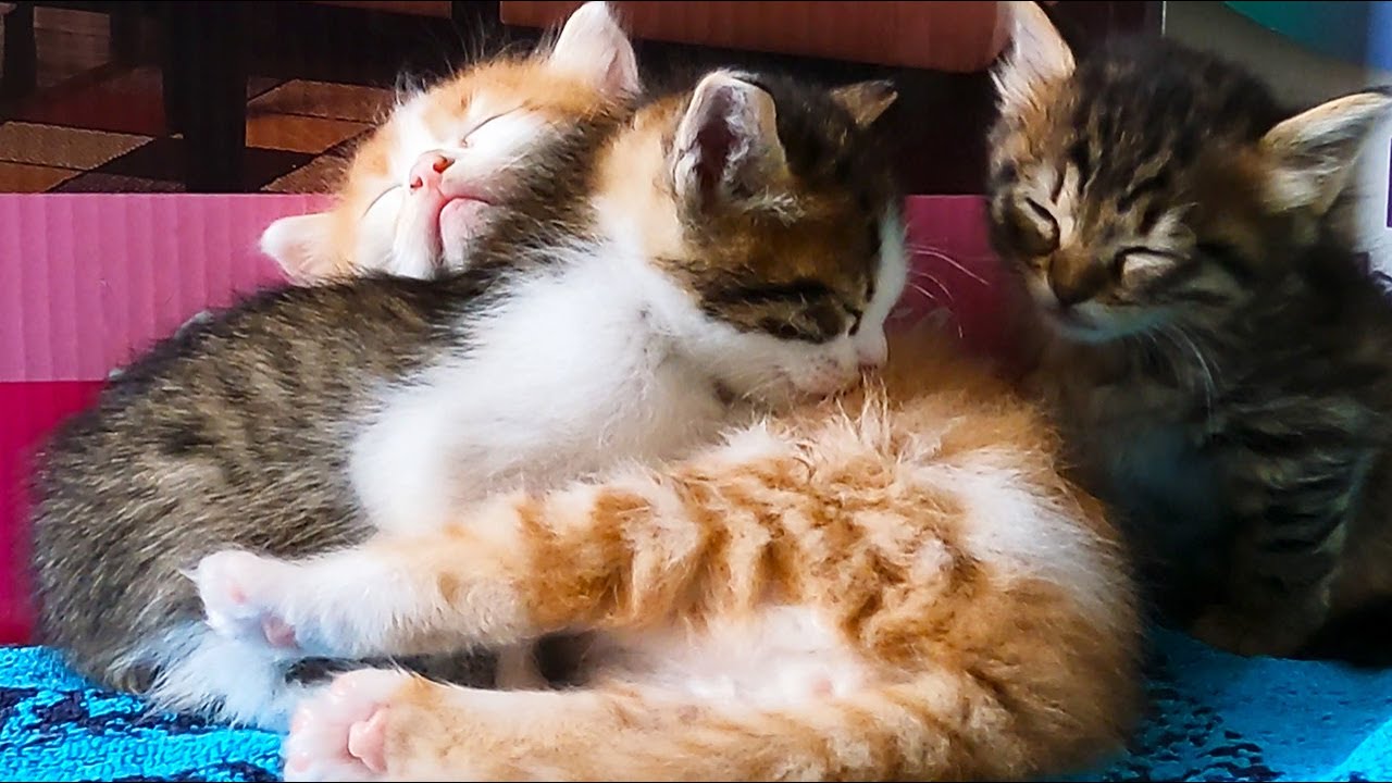 Cute Kittens | Falling Asleep Together - YouTube