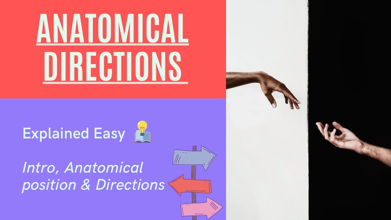 What are the Anatomical Directions? #anatomy - YouTube