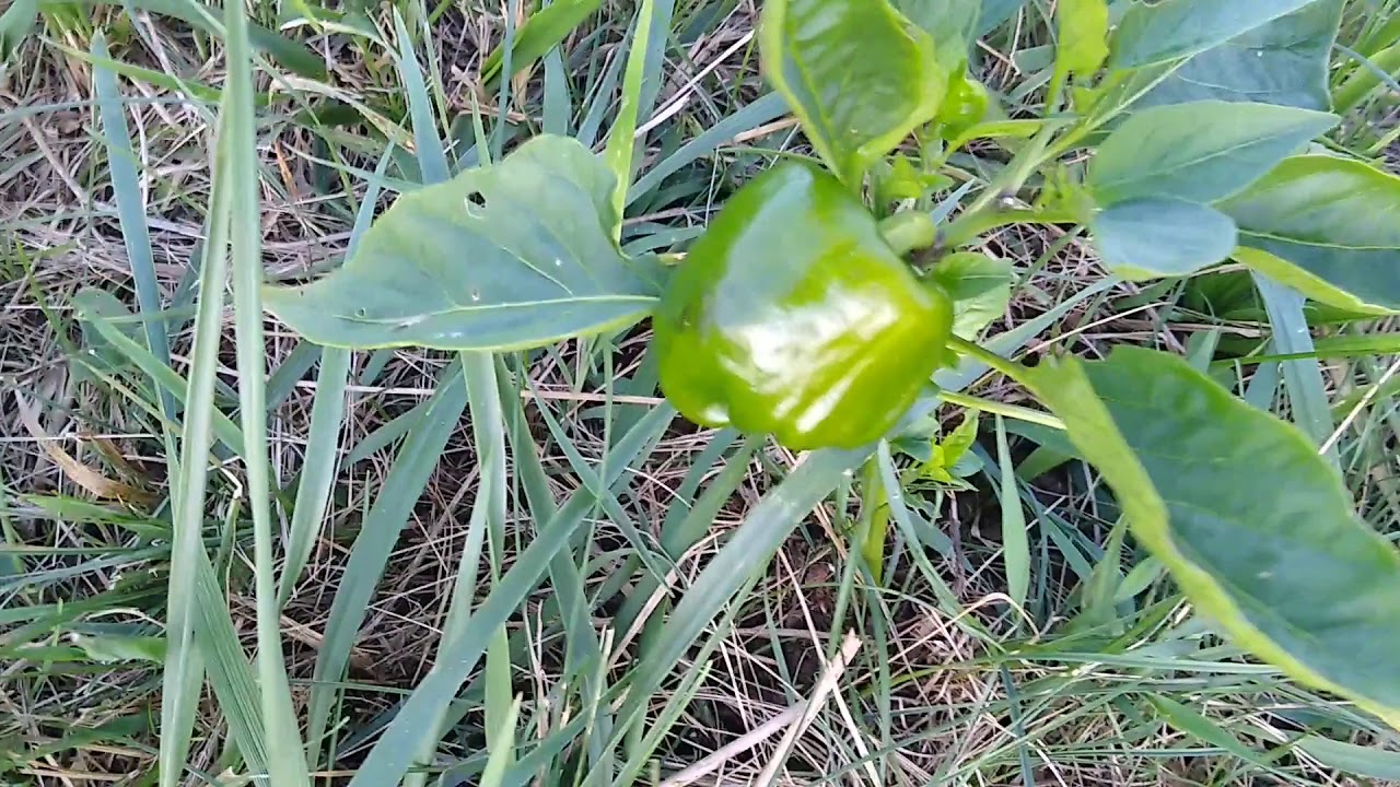 Update on our no till, mow method tomato and pepper garden - YouTube