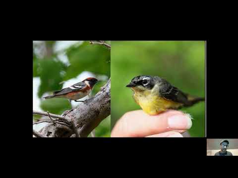 Fall Warbler Identification Evening 2020 - YouTube