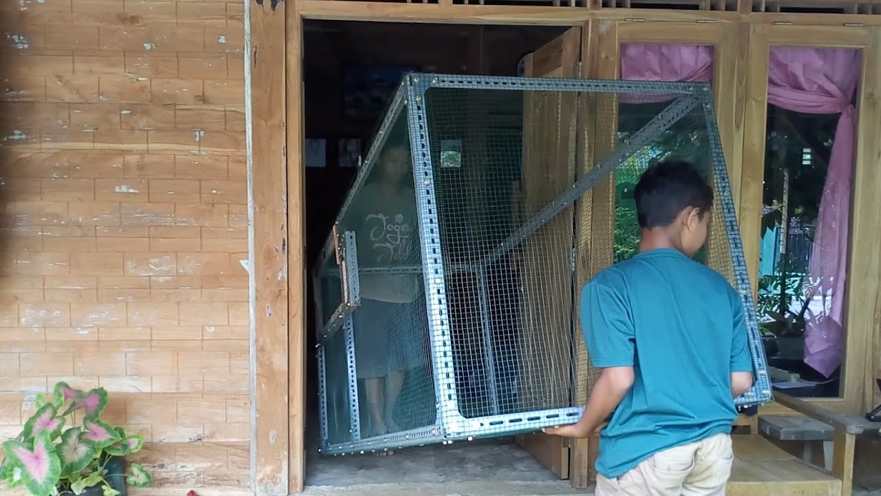 Membuat Aviary Mini di samping rumah modal kecil dan praktis - YouTube