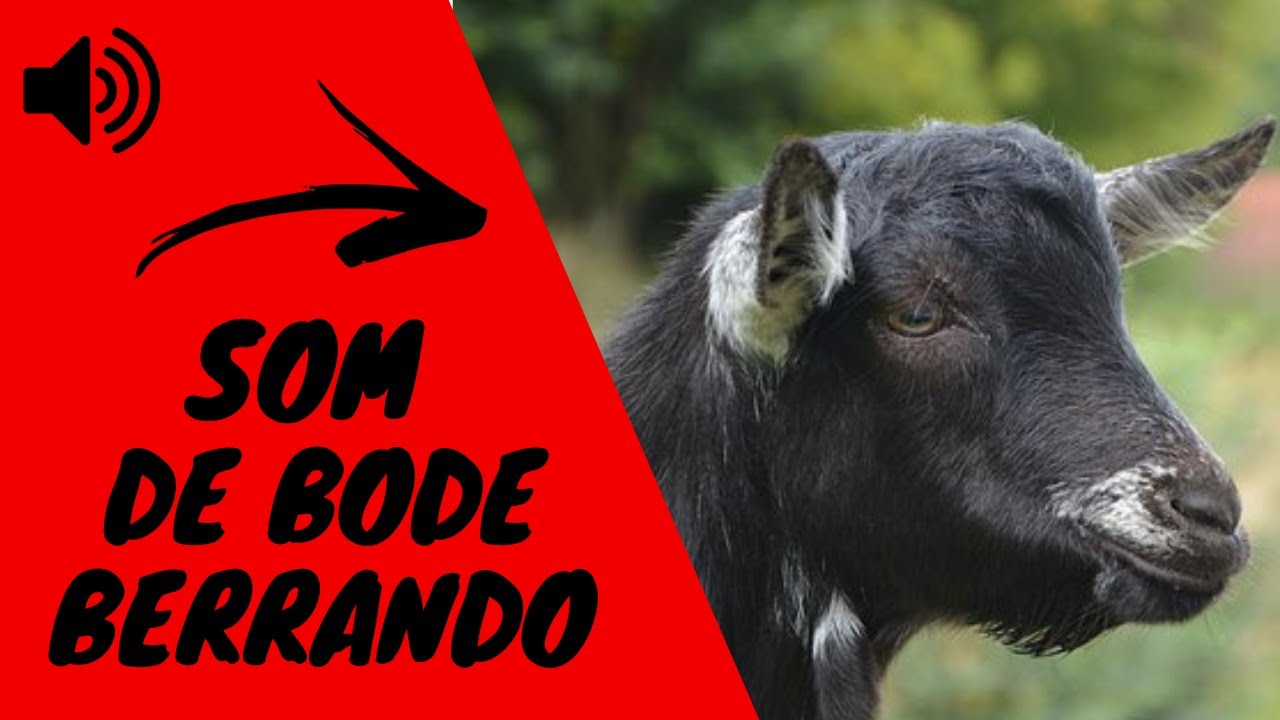 BODE BERRANDO I CARNEIRO NO PASTO BERRANDO I BARULHO DE CABRITO - YouTube