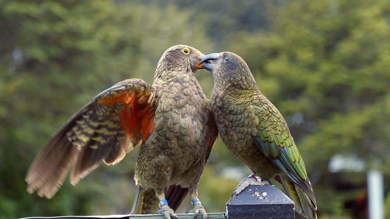 Keas New Zealand - YouTube