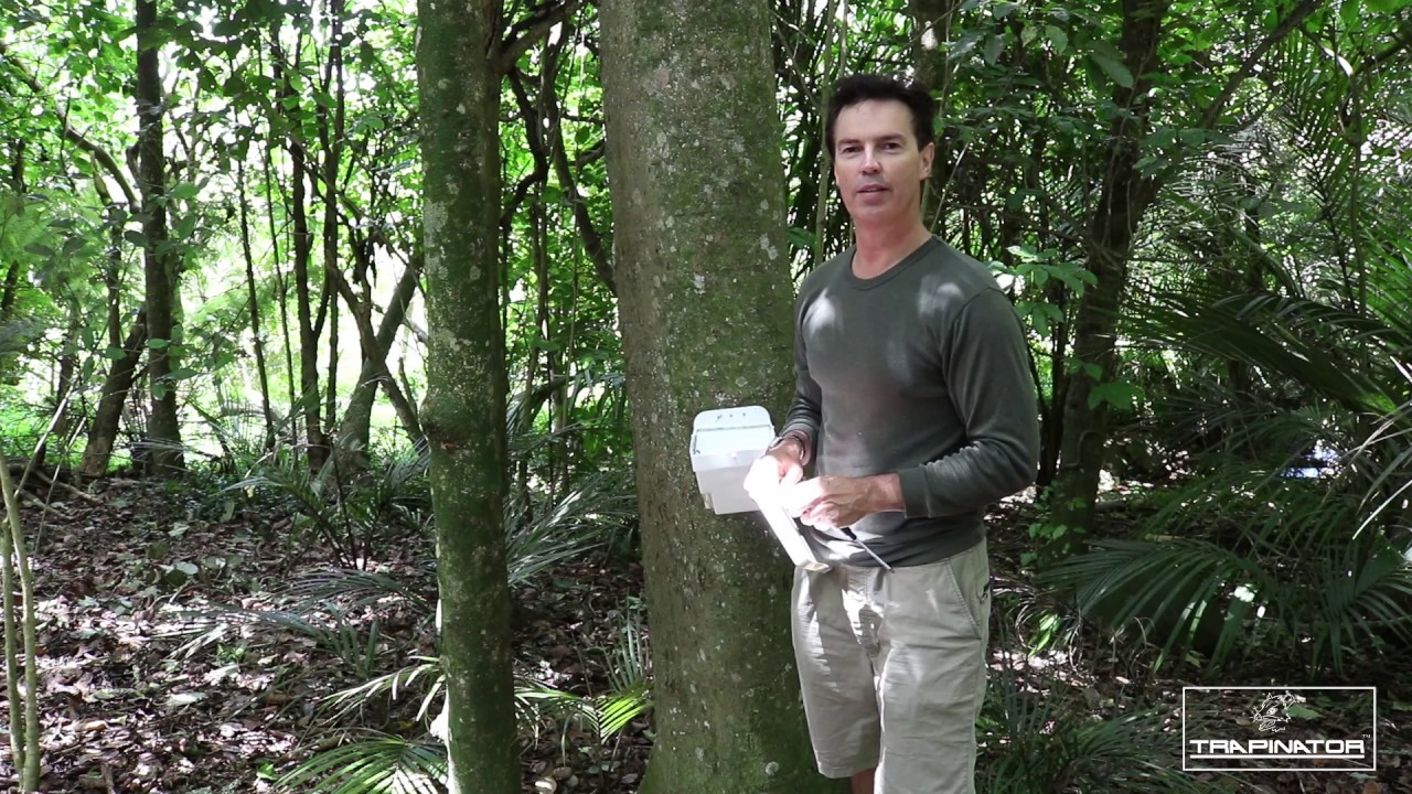 How to set a Trapinator possum trap - YouTube