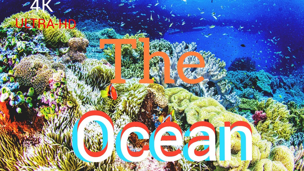 The Ocean 4K- Ocean Wildelife With Music/Beautiful View of the Ocean ...