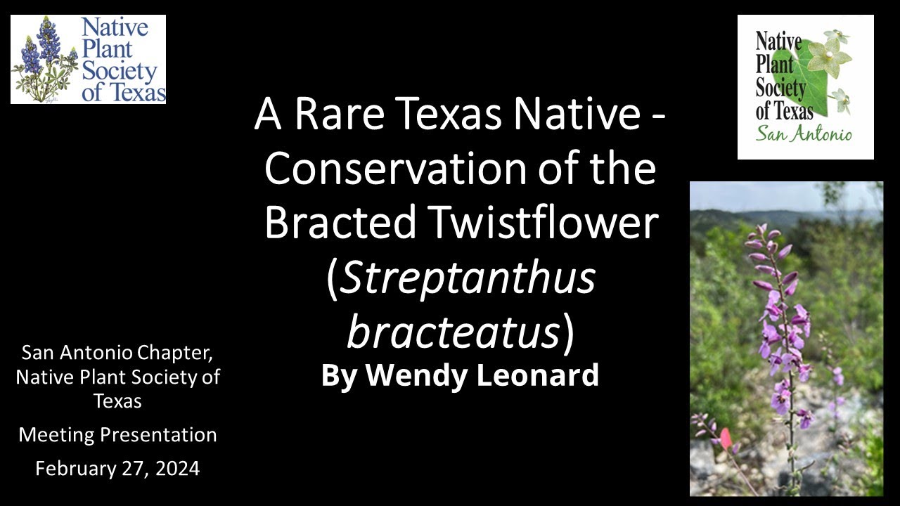A Rare Texas Native-Conservation of the Bracted Twistflower ...