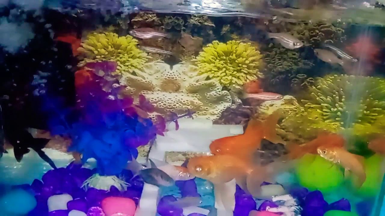 Fish aquariums: gold fish , Zebra danios , Koi fish , Glow fish. - YouTube