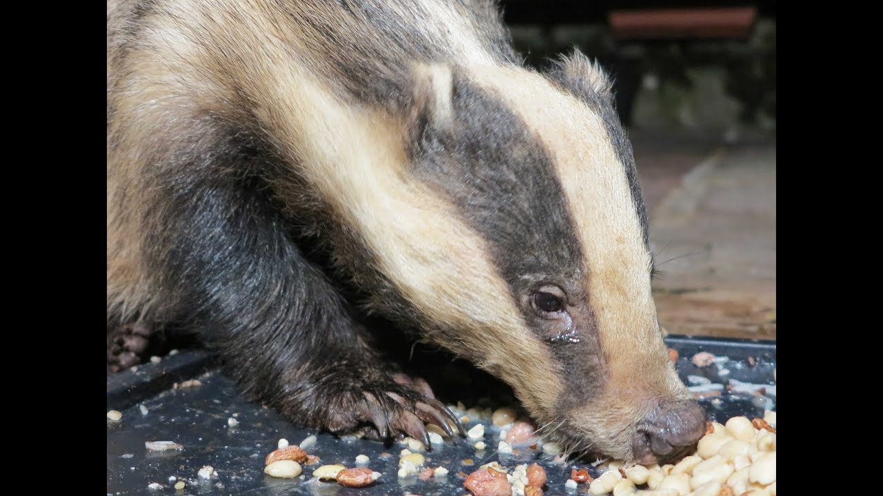 Virtually Tame Badger Robyn lets me touch her and film all around her ...