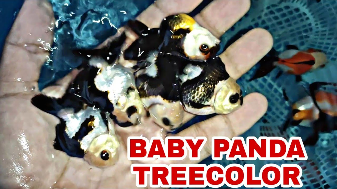 IKAN MASKOKI ORANDA PANDA DAN TREECOLOR //GOLDFISH - YouTube
