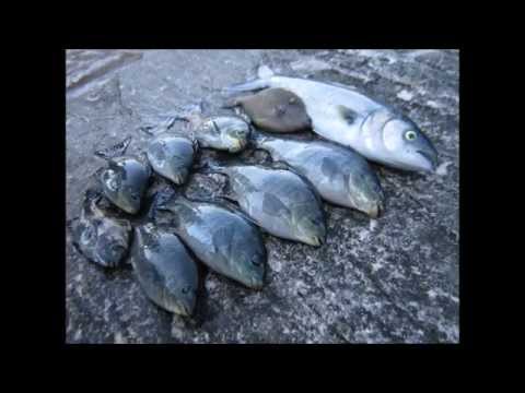 Luderick Fishing Sydney - YouTube