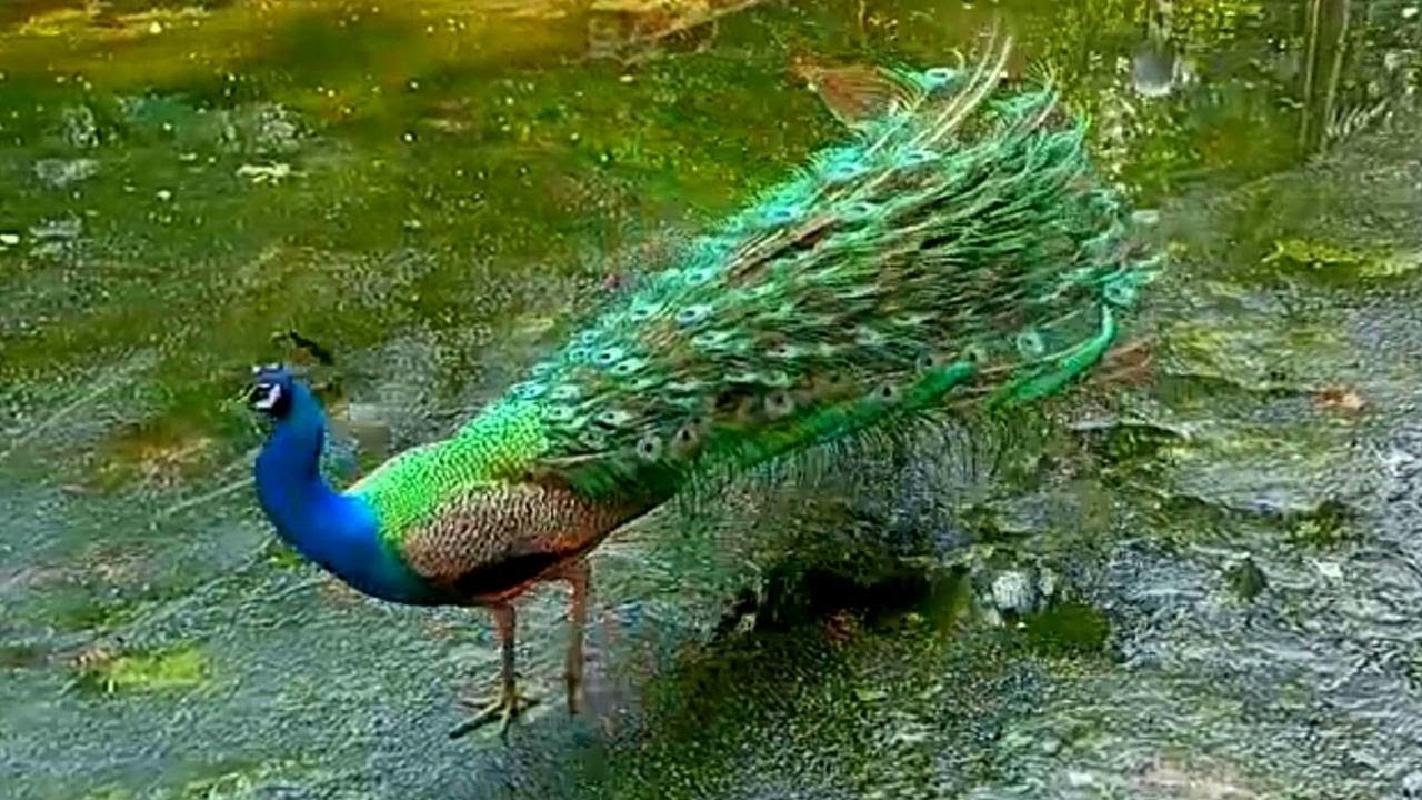 Peacock Video 2022 - YouTube