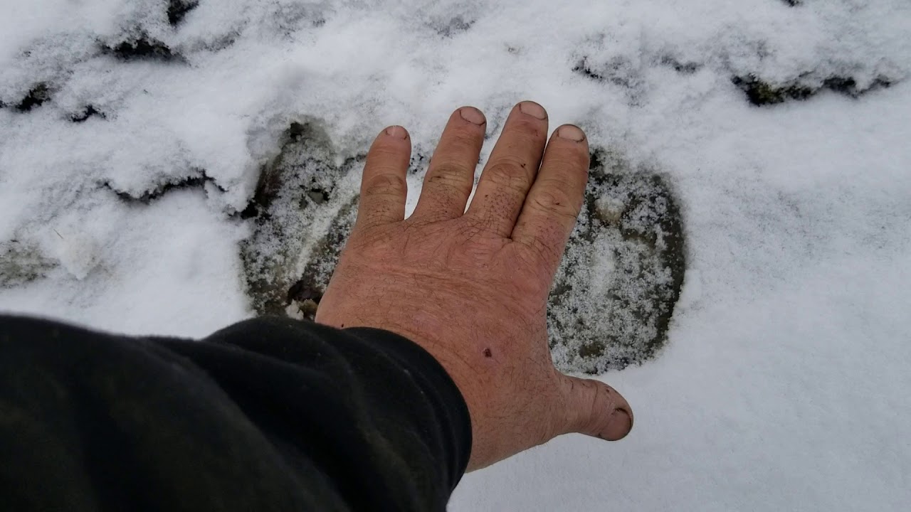 Elk tracks - YouTube
