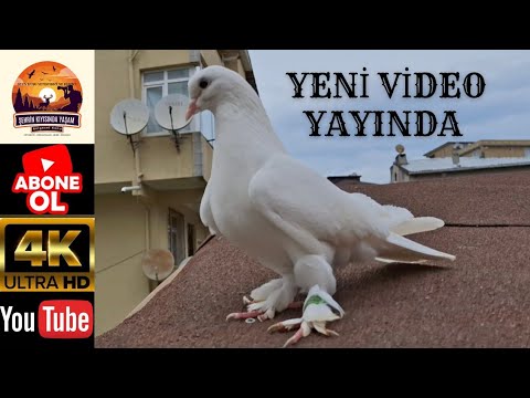 Oyunkuşu Camiasında Yaşanan Zorluklar Sinekli Sabuni EKE Güvercin IRKI Oyun Stili 
