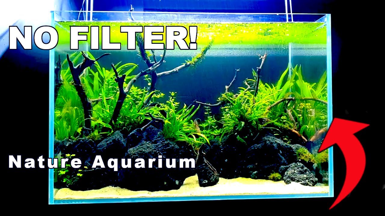 Classic NATURE AQUARIUM ᴴᴰ - ADA Inspired: Planted Fish Tank (No Filter ...