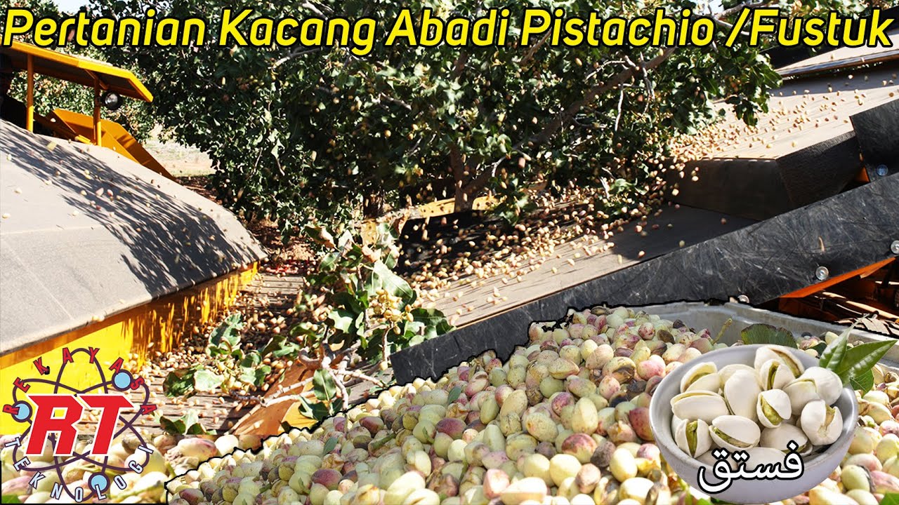 BUDIDAYA PERTANIAN KACANG PISTACHIO MODERN | KACANG OLEH OLEH HAJI ...
