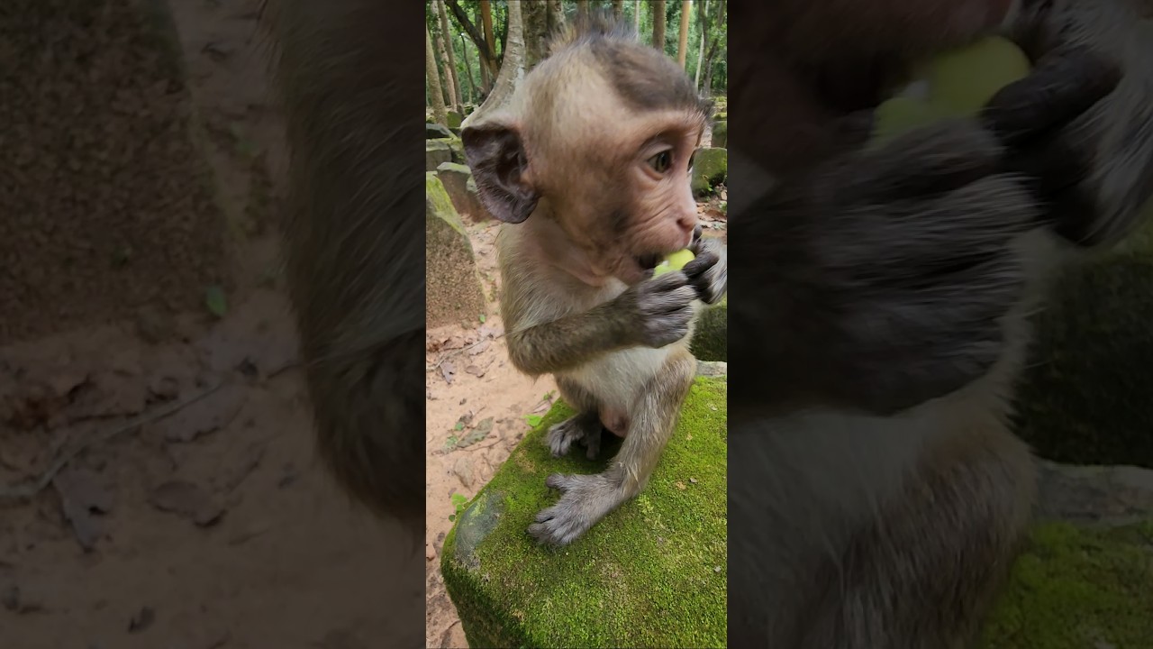 beautiful lovely cutie baby monkey 🐒 gorgeous fantastic playful #shorts ...