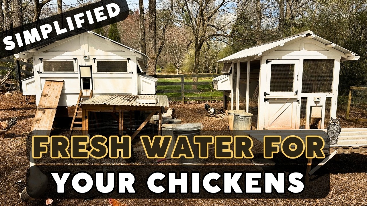 Chicken Watering System [Freeze-Proof] - YouTube