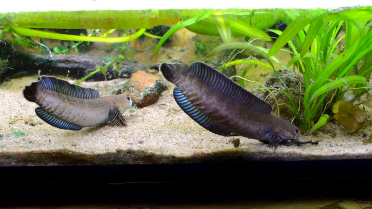 Channa andrao 720p - YouTube