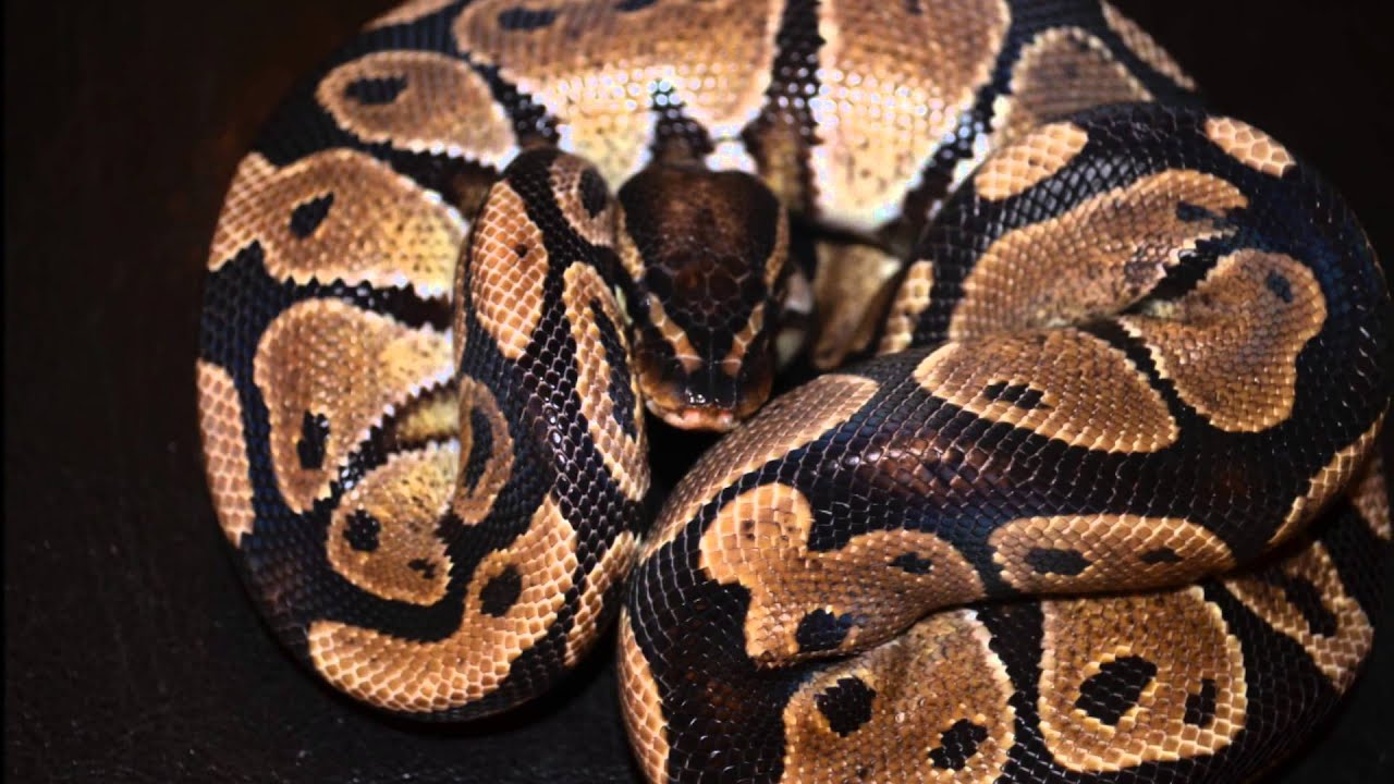 My reptile collection - YouTube