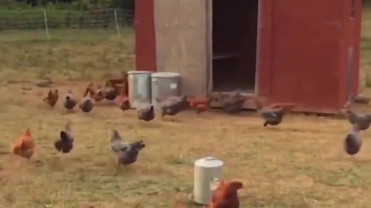 DO THE CHICKEN DANCE - YouTube