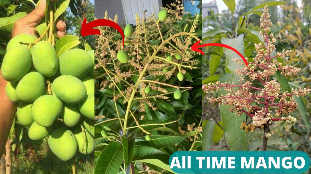 All Time Mango Tree (Baramashi Mango Plant With Grafted) Thailand All ...