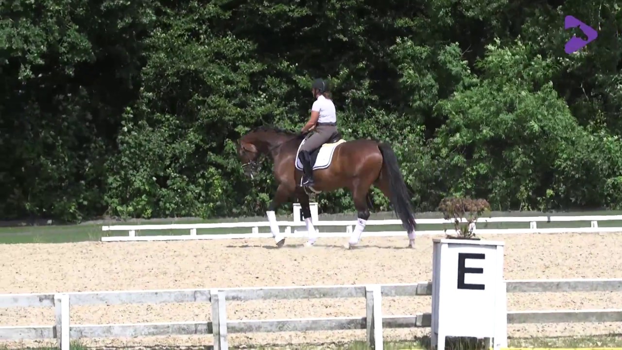 Dressurprogrammer LD niveau / Dressage tests, introductory - YouTube