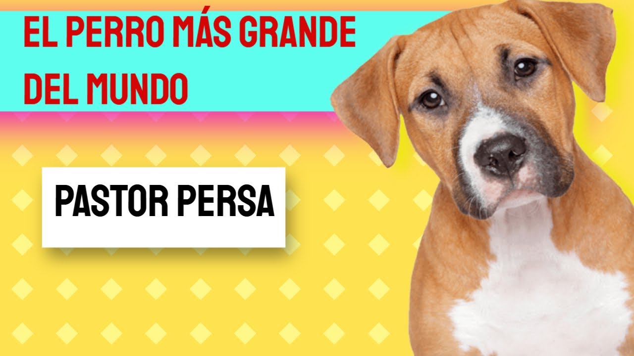 🔴EL PERRO MÁS GRANDE DEL MUNDO 😮‐ Pastor Persa👍 - YouTube