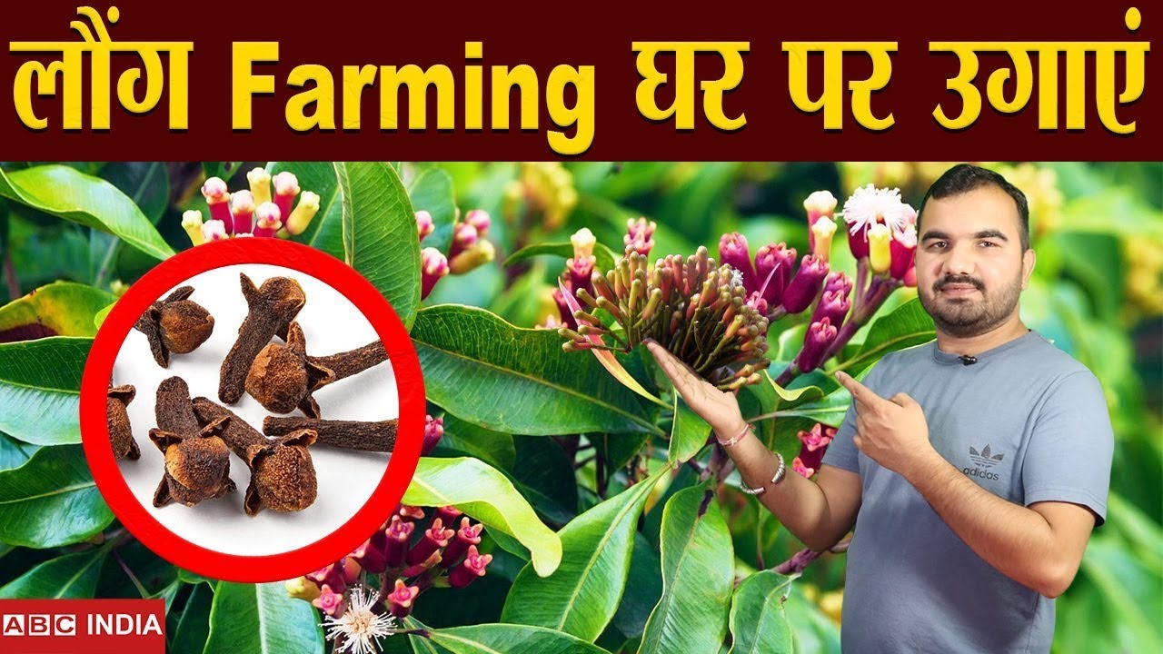 लौंग की खेती | Long Farming | Clove Farming | Loung ki kheti | long ka ...