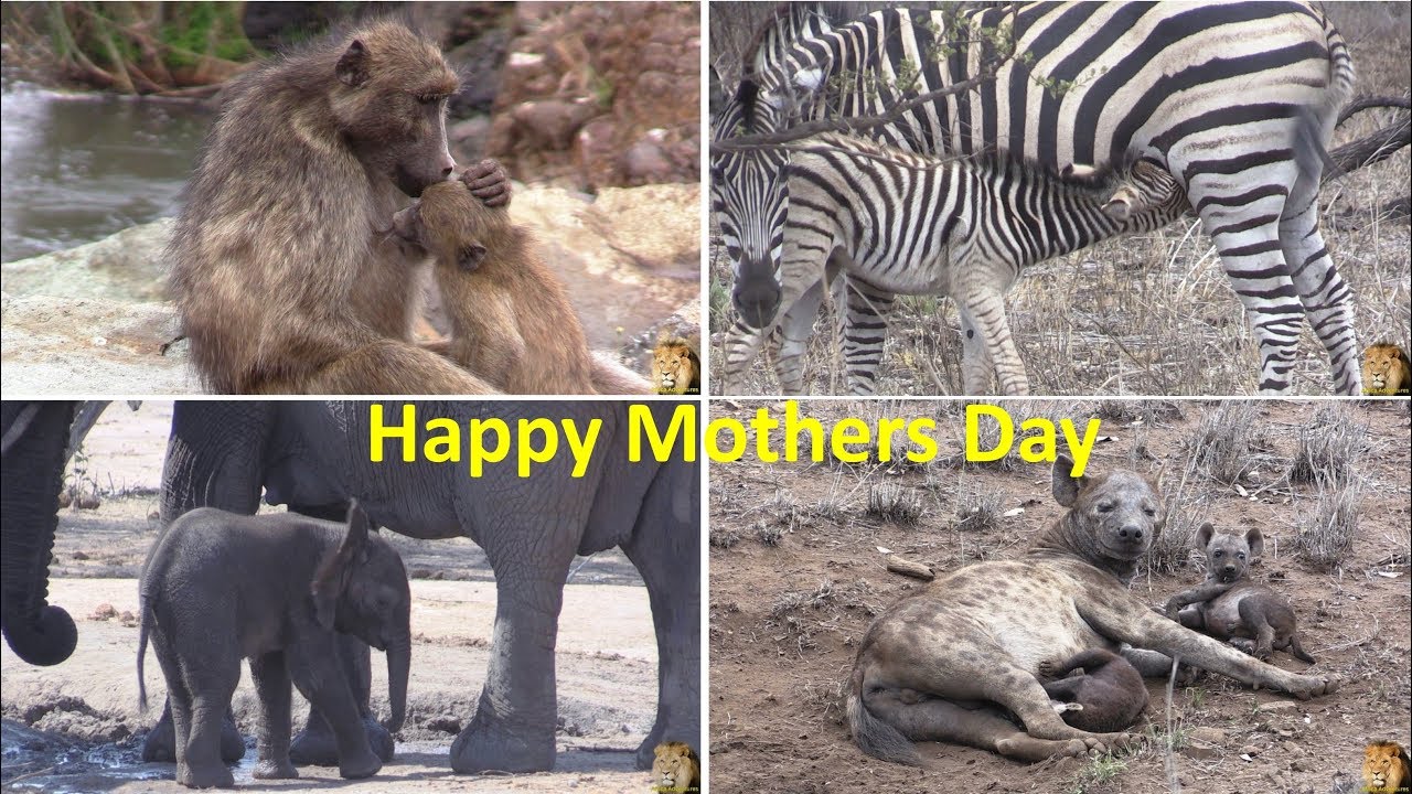 Happy Mothers Day - To All Animal Mothers - YouTube