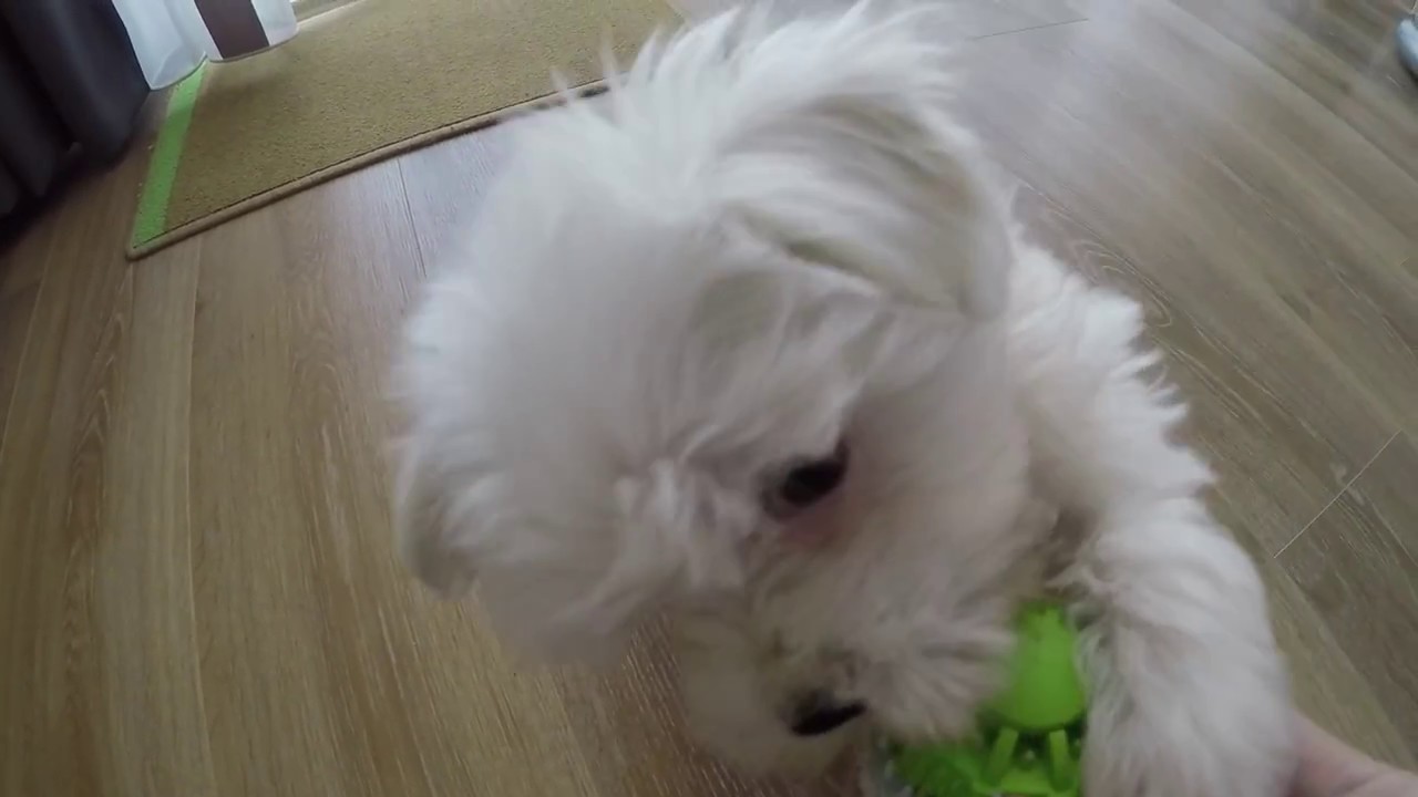Bichon Maltese puppy 7 weeks old playing around - YouTube