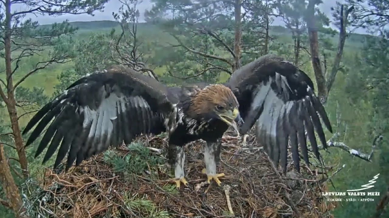 Eaglet first time branching | LVM Klinšu ērglis - Golden Eagle | Aug 1, 2025 - YouTube