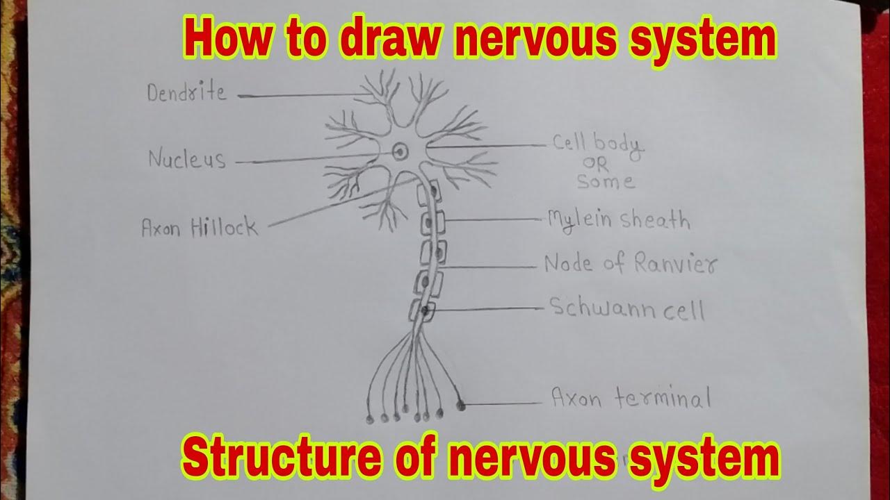 how to draw nervous system ||Easy method of nurons system ||Human ...