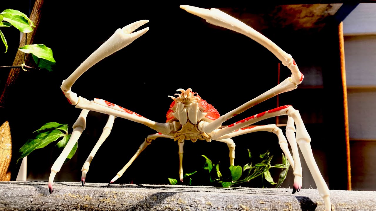 REALISTIC spider crab!!! Opening Japanese capsule toy(gashapon) - YouTube
