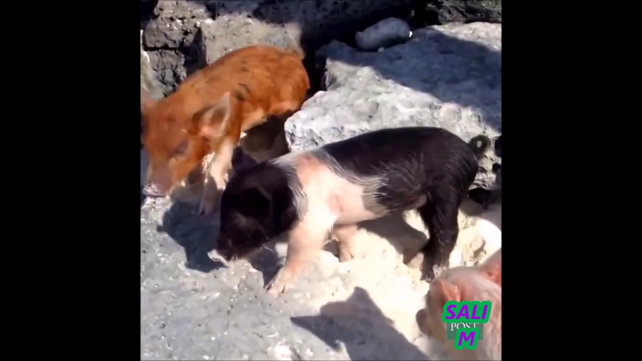 Funny Animals Dancing Compilation with the Best Funny Dancing Animals ...