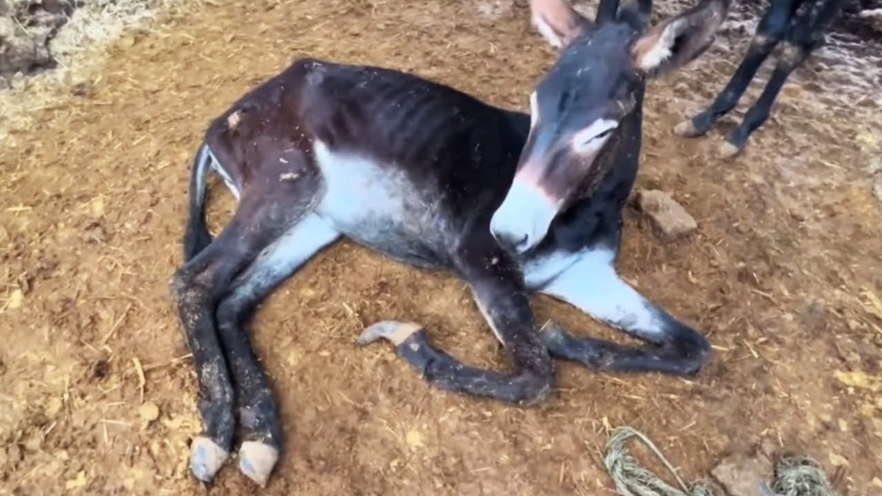 The Donkey Is So Skinny That Its Bones Are Visible, And Its Hooves Are ...
