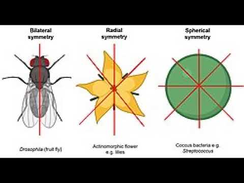 Spherical Symmetry In Animals