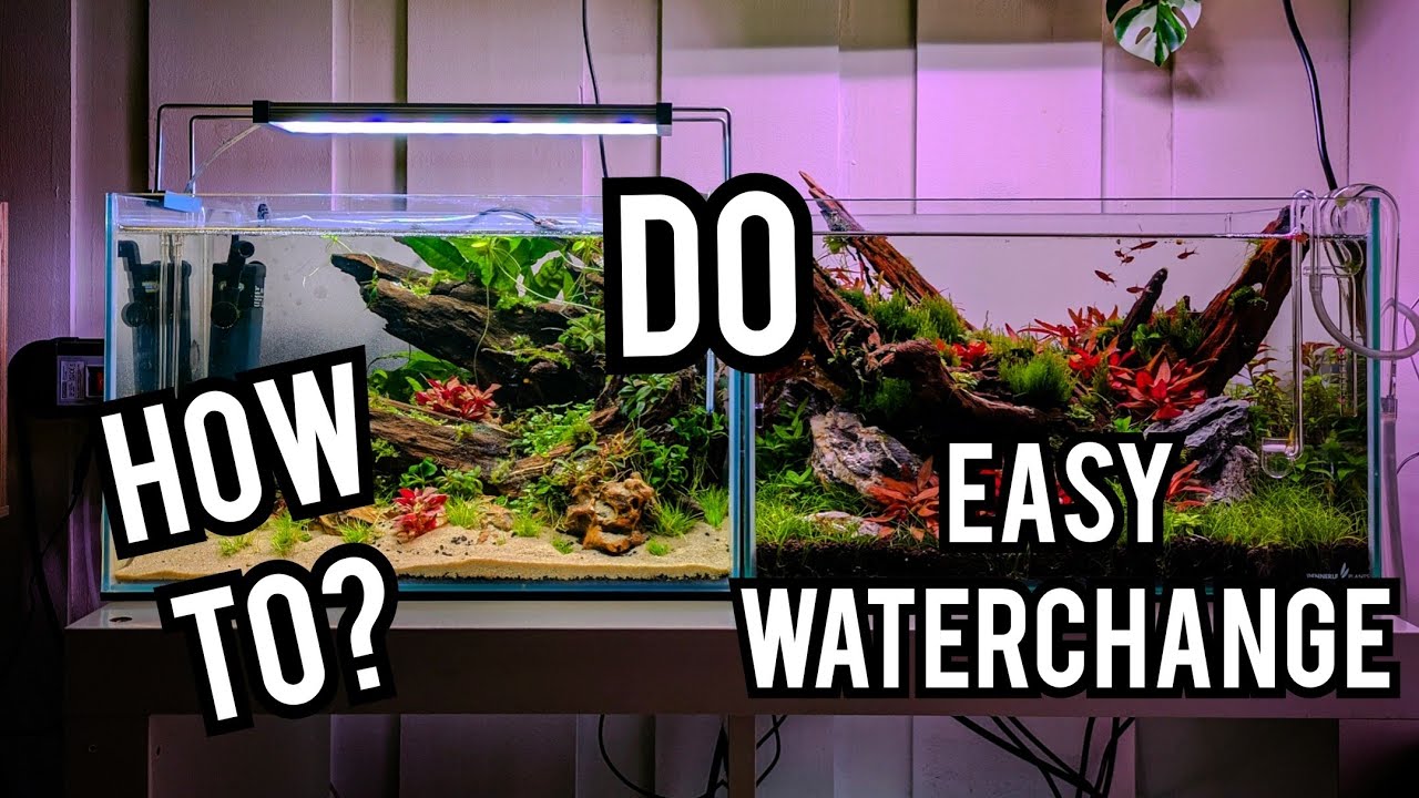 This is how i do my waterchange in my aquarium / EASY waterchange / You ...