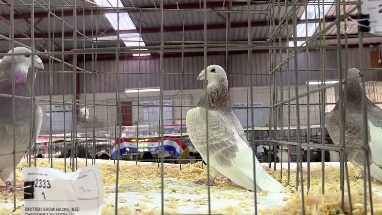 MELBOURNE PIGEON SOCIETY ANNUAL SHOW#BRITISH SHOW RACERS#racingpigeon# ...