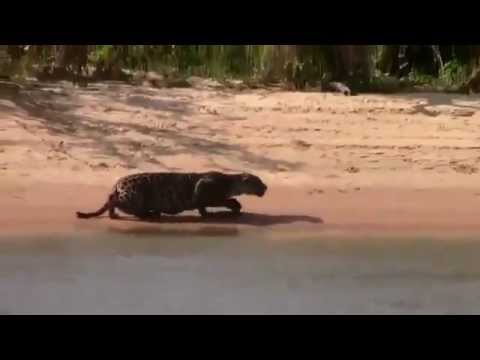 Amazing Jaguar hunting Capibara in Brazil - Jaguar cazando a Capibara