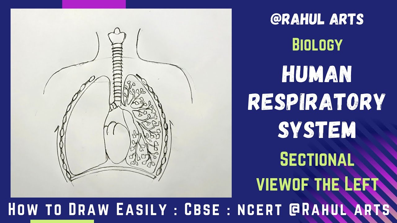 How To Draw Human Respiratory System in easy steps : CBSE 11th class ...