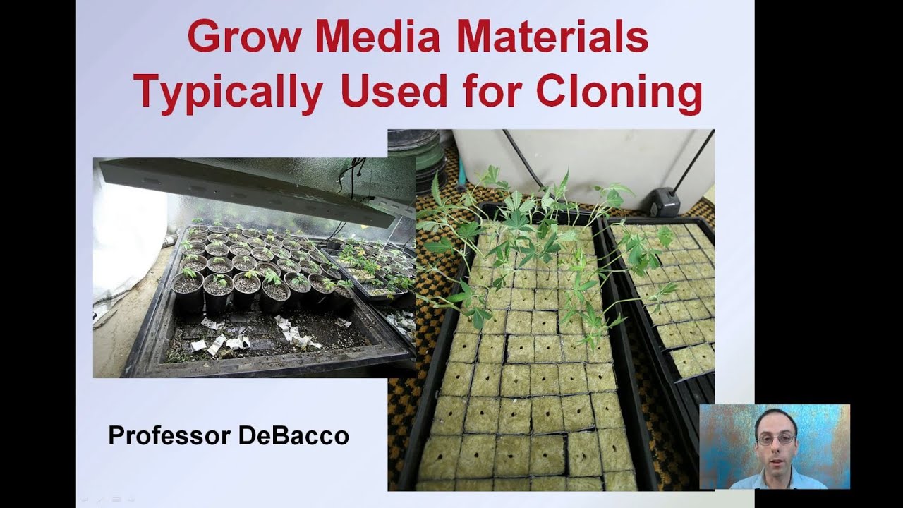 Grow Media Materials Typically Used for Cloning - YouTube