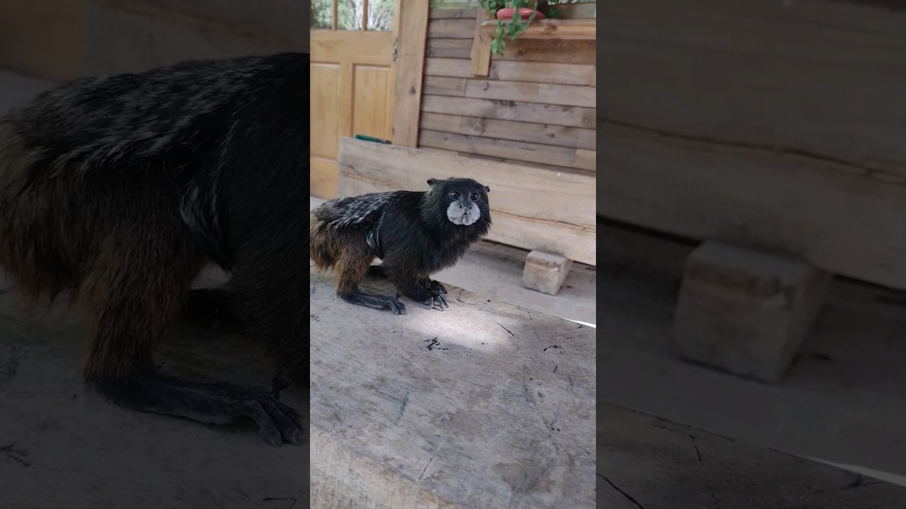 Mono pichico (Saguinus fuscicollis) en Oxapampa, Perú - YouTube