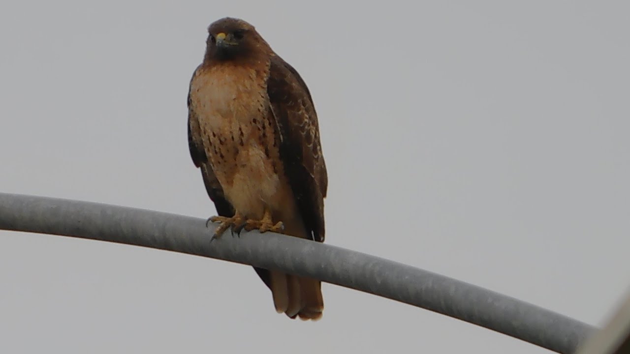 Speedy, Fluffy and RedTailed Hawks - YouTube