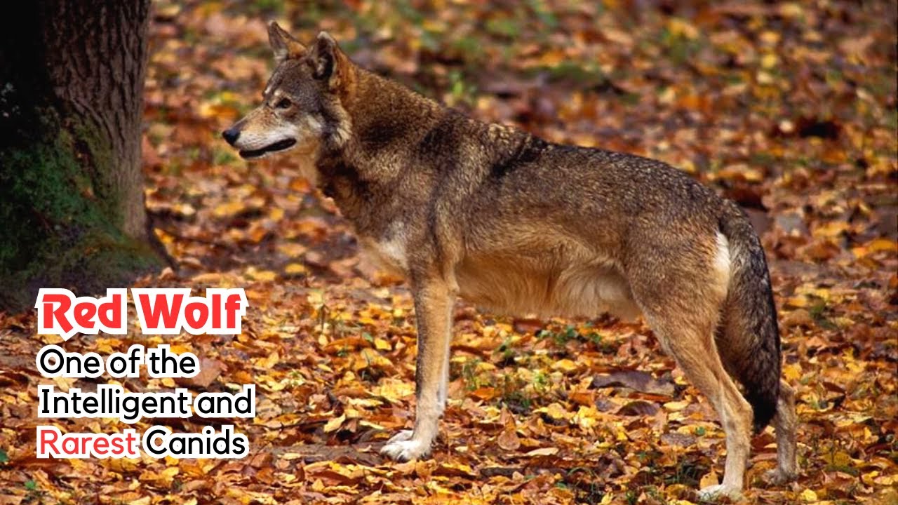 Meaning Of Red Wolf At David Maclennan Blog