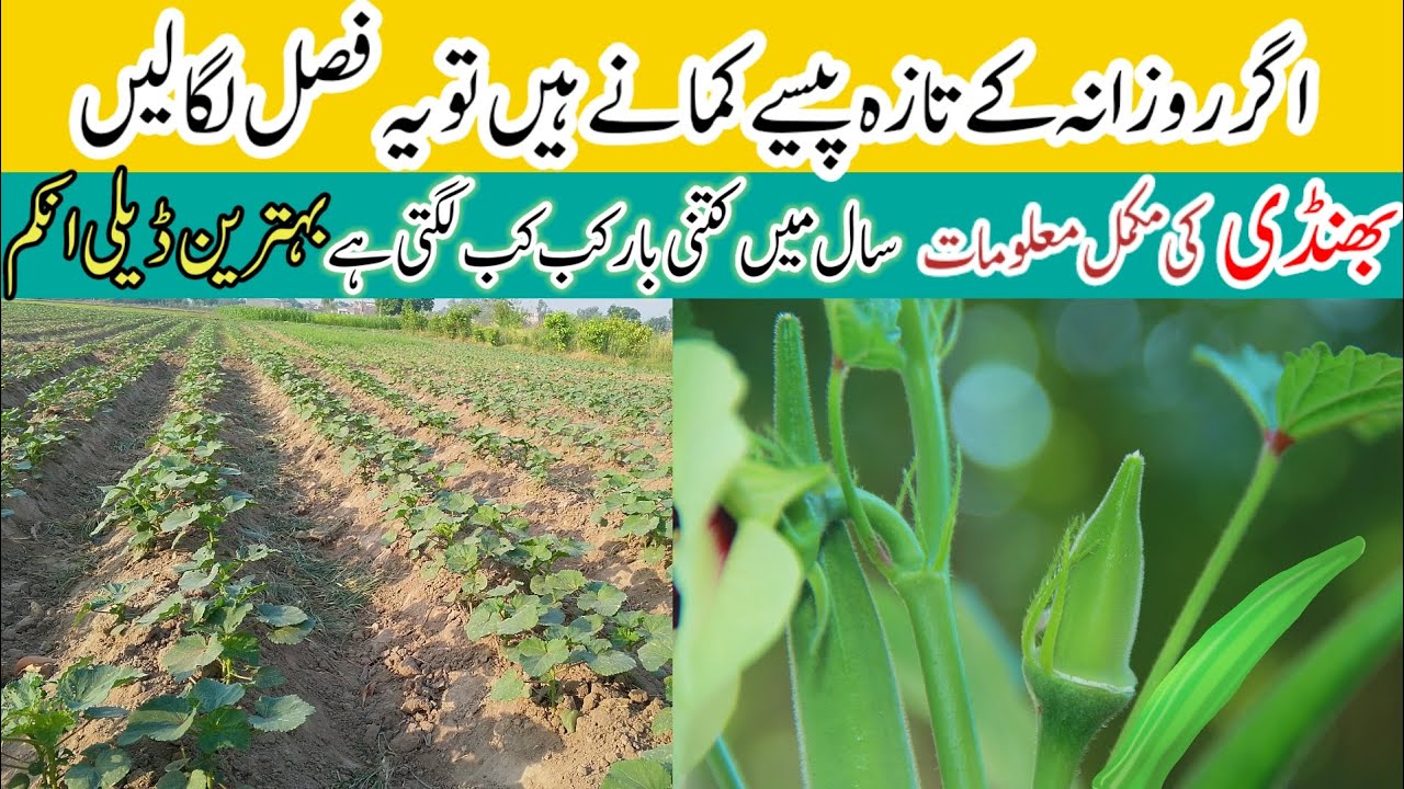 Bhindi (Okra) Crop Munafa he Munafa | Growing Okra (ladyfinger) is Best ...