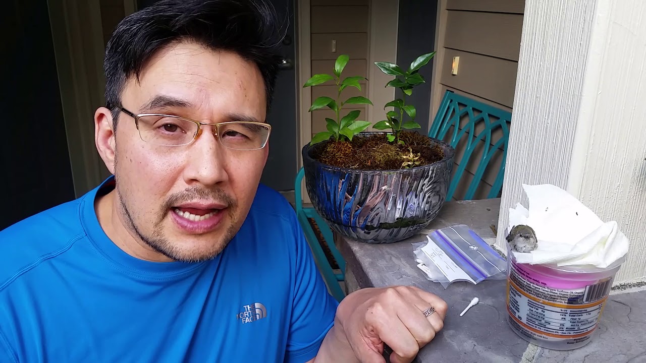 How to Remove Flower Mites from Hummingbird - YouTube