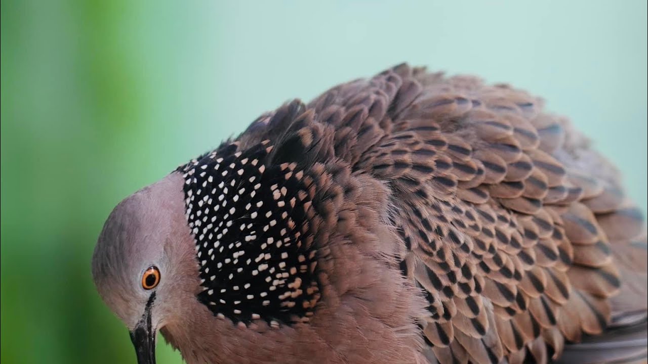 Chim Cu Cườm, Cu Đất, Chim Cu Gáy Gọi, Cu đất gáy, tiếng cu trống, cu ...