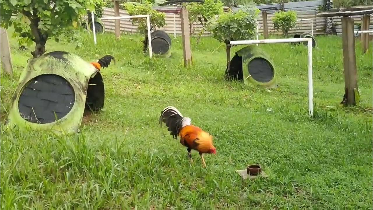 Available Quality Dirty Dom and Etc. Poog Gamefarm at Poog,Toledo City, Cebu. - YouTube
