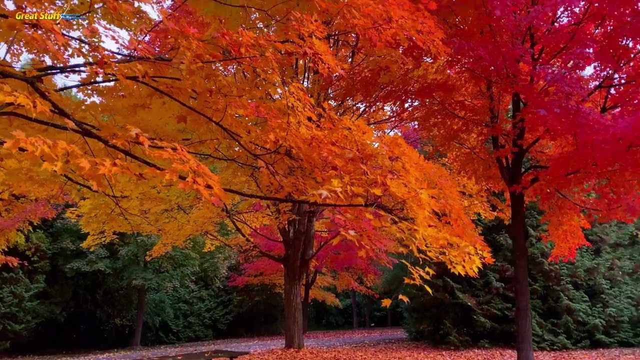 Fall Colors in Belwood Lake Conservation Area | Lofi Music for Relaxing ...