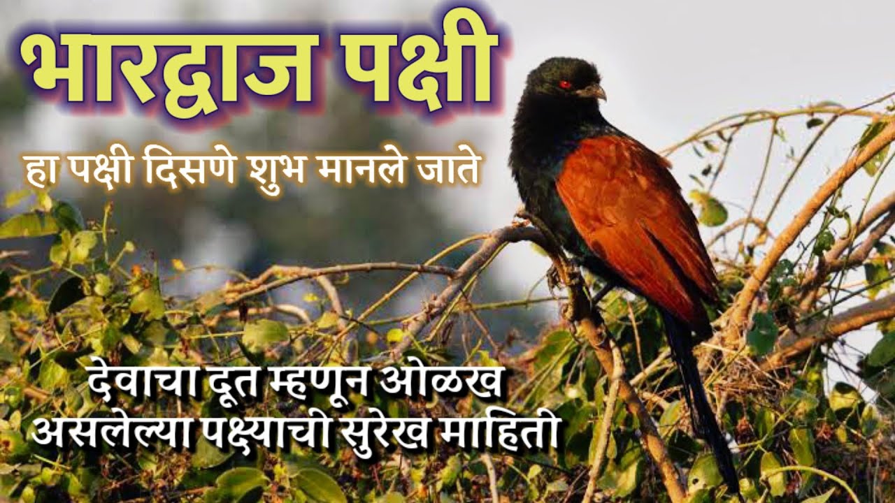 भारद्वाज पक्षी माहिती | bhardwaj pakshi in marathi - YouTube